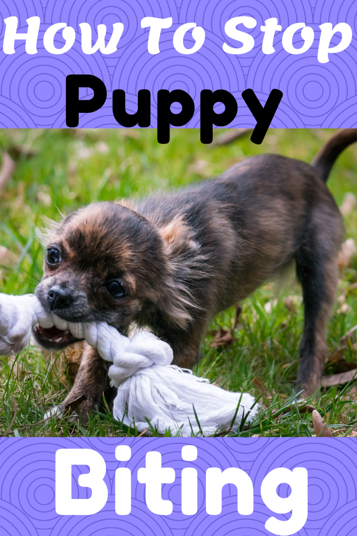 How To Stop Puppy From Biting Smarter Pup Training