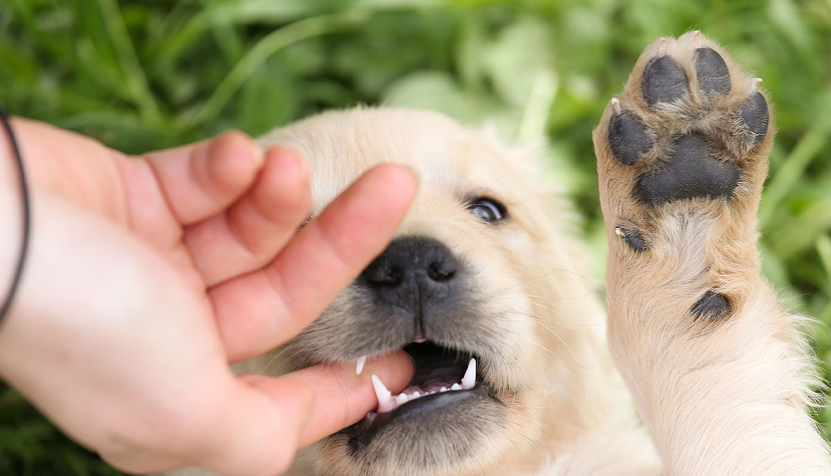 Demand Barking – The Ultimate Guide To Get It To Stop – Smarter Pup ...