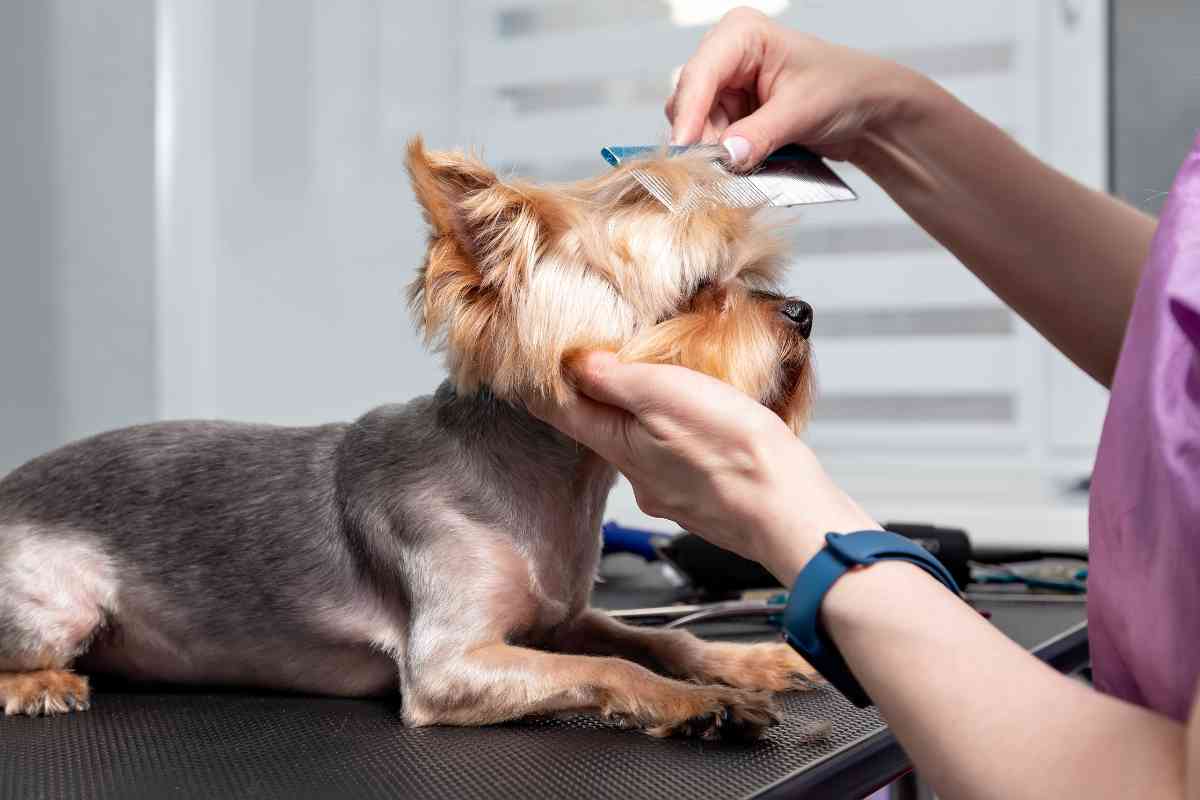 How to Groom a Yorkie: A Complete Guide – Smarter Pup Training