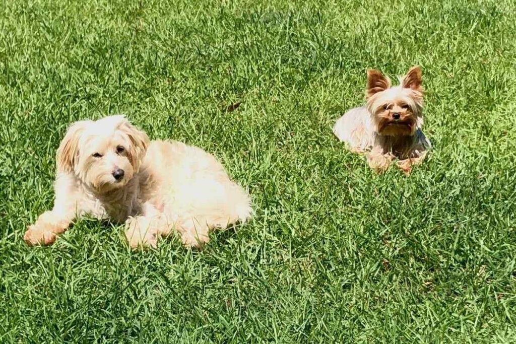 Why Is My Yorkie So Aggressive With Other Dogs? – Smarter Pup Training